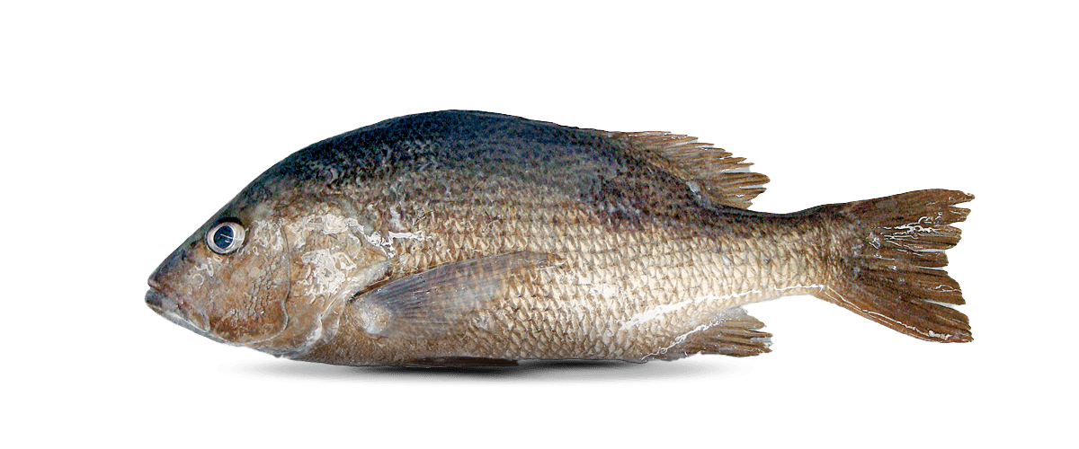 The Fish Company