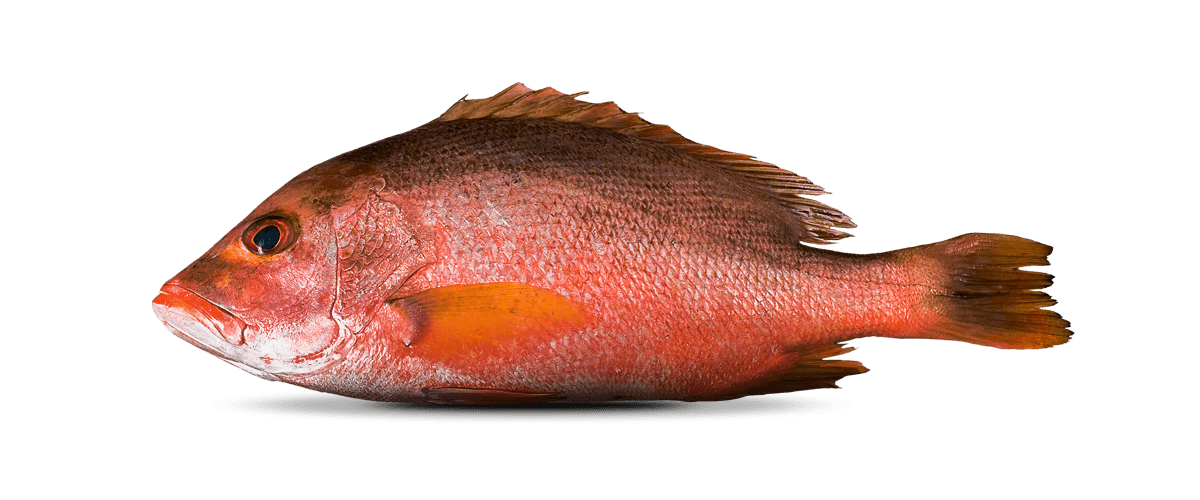 The Fish Company