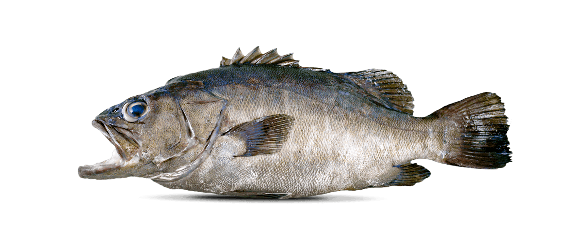 The Fish Company
