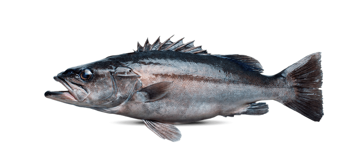 The Fish Company